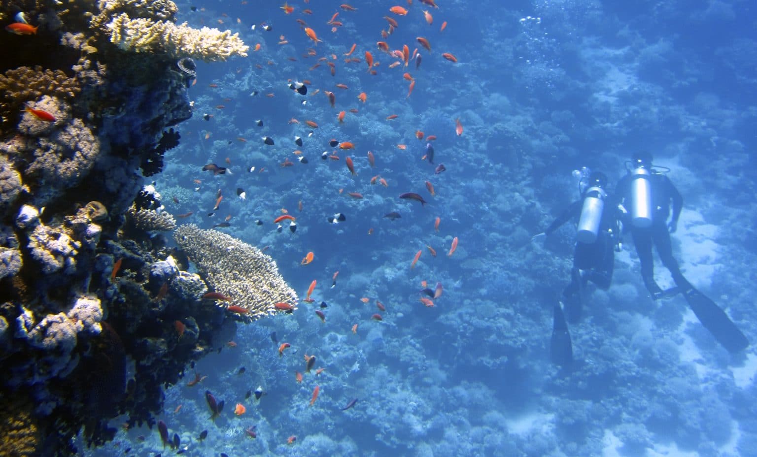 Le niveau 1 de plongée FFESSM : formation, âge, profondeur...